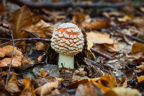Muchomor Czerwony Grzyb Darmowe zdjęcie na Pixabay Pixabay