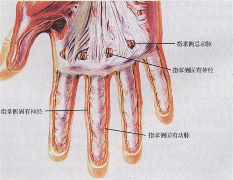 手指部应用解剖 王成琪显微外科 医学