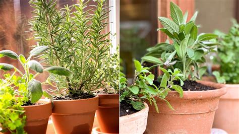 Beneficios De Tener Plantas En Casa Jardinatis