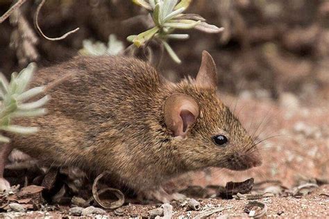 Exterminateur De Rat Solutions Efficaces Pour Se D Barrasser Des