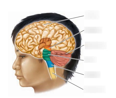 Psych The Brain Stem Diagram Quizlet