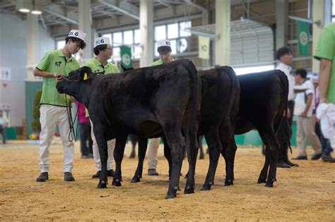 第18回北海道総合畜産共進会 肉用牛部門英貞 GH CONTENT