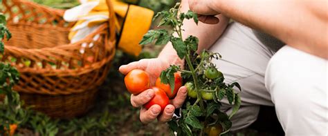 10 consejos para tu huerto ecológico Sola Viveros Ecológicos