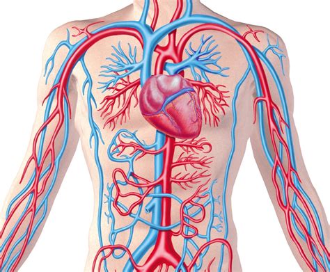 HISTORY OF SCIENCE William Harvey And Human Circulatory System