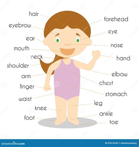 Human Body Parts Vocabulary In English Vector Illustration Stock Vector