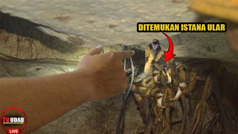 Warga Gempar Ditemukan Istana Ular Terbesar Di Dunia Tapi Malah Jadi