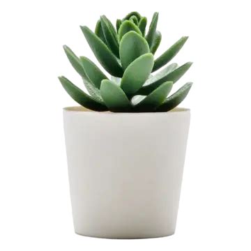 Vaso De Planta Vista Ortográfica Transparente PNG Images Vetores E