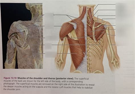 Posterior Muscles Of Shoulder And Thorax Diagram Quizlet