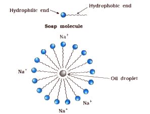 What Is The Difference Between The Molecules Of Soaps And Detergents