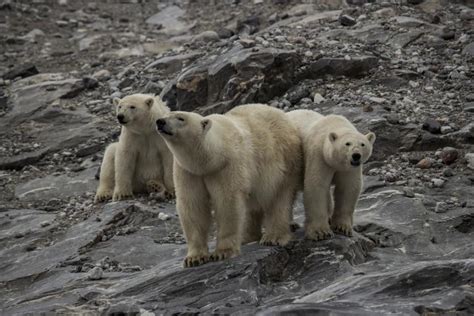 Oso polar dónde vive qué come y por qué está en peligro de extinción