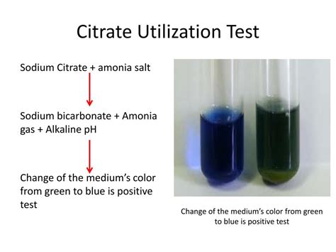PPT Biochemical Characterization Of Bacteria PowerPoint Presentation