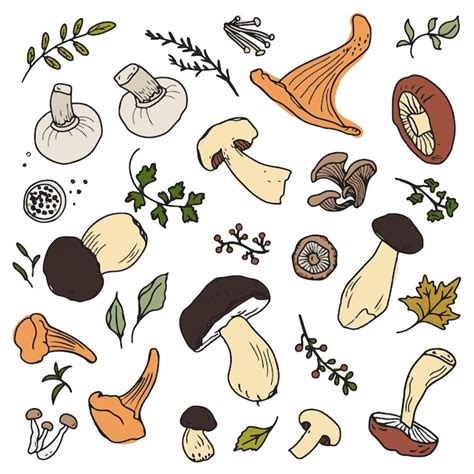 Premium Vector Mushrooms Set With Seasoning And Herbs Vector