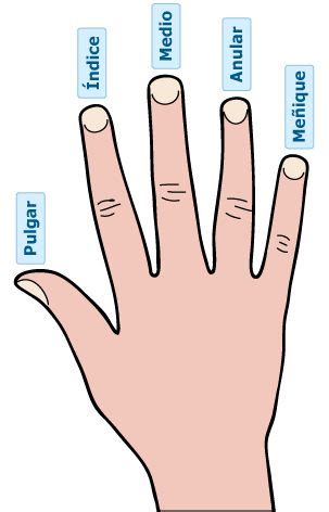 Nombres De Los Dedos De Una Mano Ejercicios De Excel Word