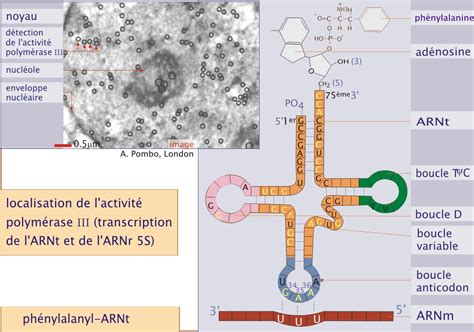 Crédits 6 La synthèse des protéines biologie cellulaire