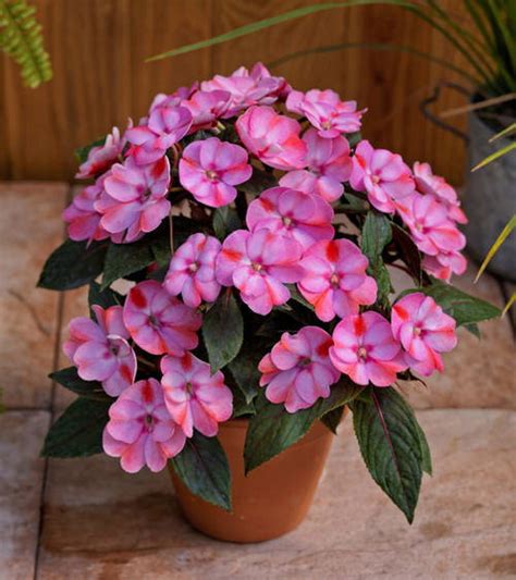 31 Best Flowering Houseplants Indoor Plants That Bloom