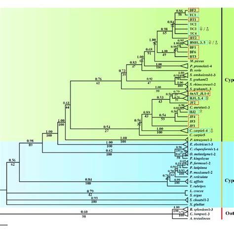 phylogenetic tree based on bayesian inference using the concatenate download scientific diagram
