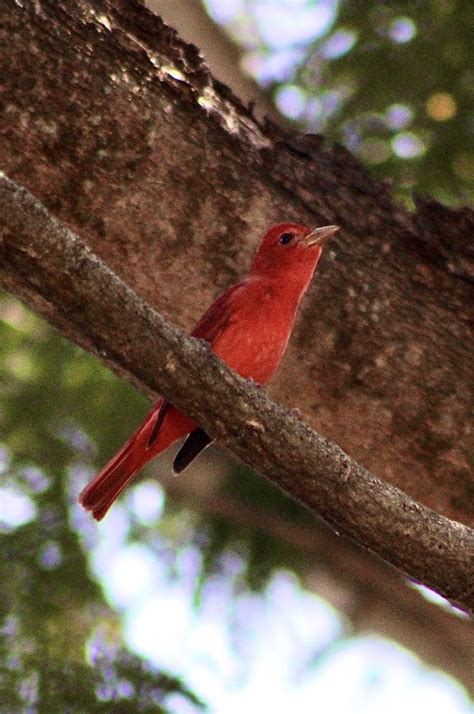 El Salvador Birds Julio Acosta On Twitter Tangara Veranera Macho