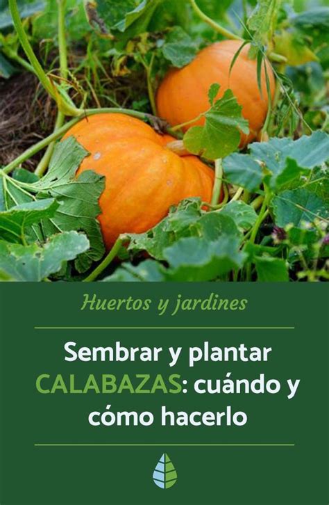 Cómo plantar calabazas Guía práctica Plantar calabazas Cultivo de