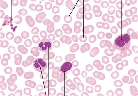 Blood Cell Identification Platelet Rbc And Some Wbc Diagram Quizlet