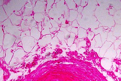 Histology World Key Histology Features Adipose