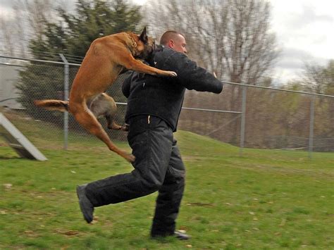 Qué hacer si te muerde un perro 7 pasos que debes seguir