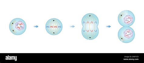 Scientific Designing Of Mitosis Phases Cell Division Colorful