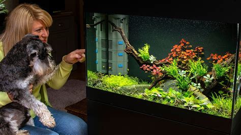 How Much Sand For 30 Gallon Aquarium Fishn Addiction