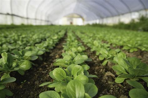 Ventajas Del Cultivo De Hortalizas En Invernadero Rieggo Blog