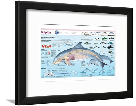 Infographic Of The Anatomy Habitat And Bottlenose Dolphin Breeding