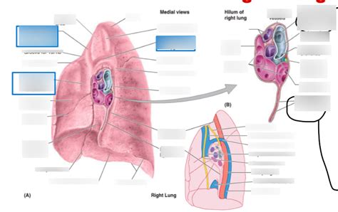Right Lung Diagram Quizlet