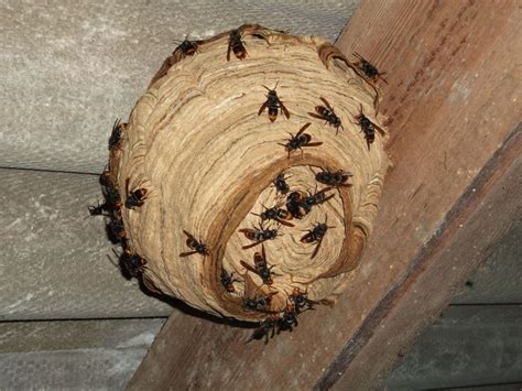 Nid de Frelon comment réagir Zapiculture