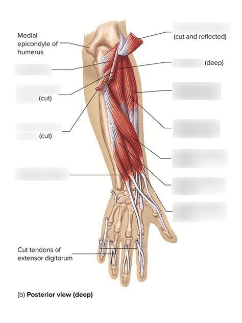 Forearm Posterior View Deep Diagram Quizlet