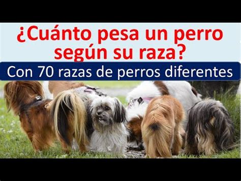 Cuánto pesa un labrador de 2 meses descubre el peso ideal para tu