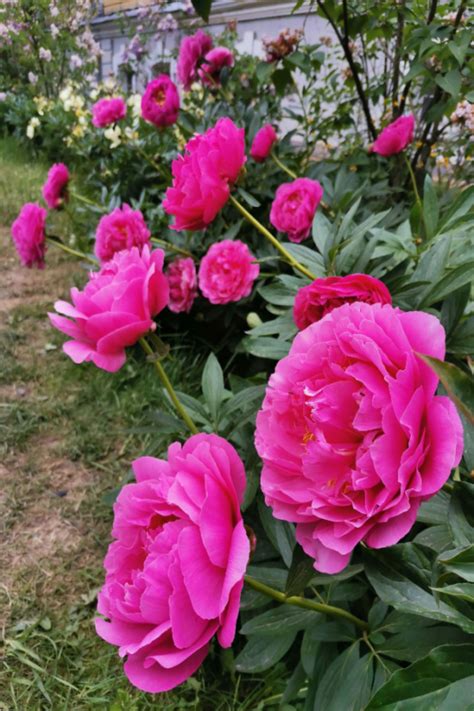 Fall Peony Care What To Do With Peony Bushes Before Winter