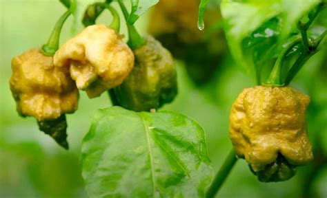 Pepper X Is Crowned Worlds Hottest Chili By Guinness World Records