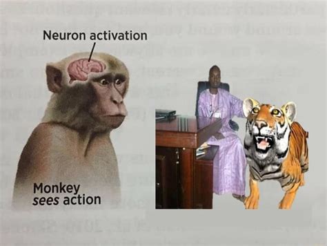 Neuron Activation Monkey Sees Action IFunny Brazil