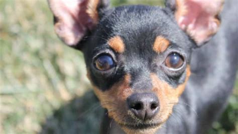 Estas Son Las Razas De Perros M S Peque As Del Mundo El Heraldo De