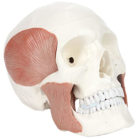 Buy Axis Scientific Part Human Skull Model With Masticatory Muscles