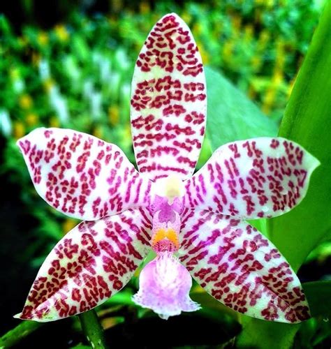 Phalaenopsis Flower Learn How To Grow Growplants Org Growing