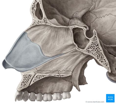 The Floor Of Nasal Cavity Is Formed By Hard And Soft Home Alqu