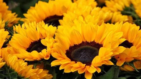 Qué significan las flores amarillas