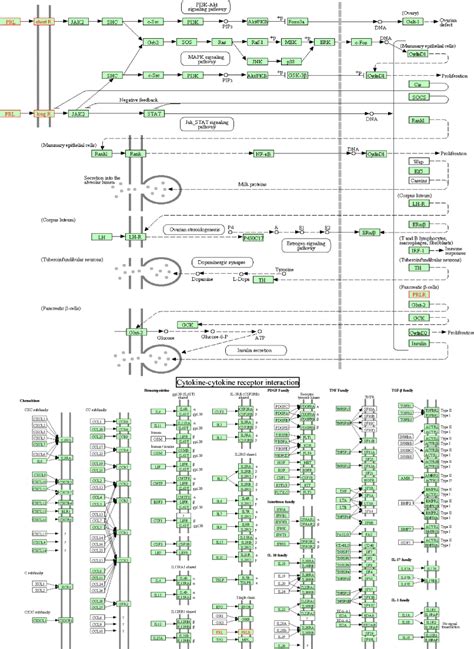 Predicted Pathways For PRL Potential Signaling In Milk Synthesis
