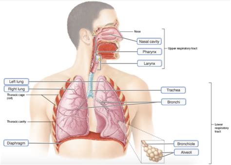 Art Labeling Activity The Structures Of The Respiratory System