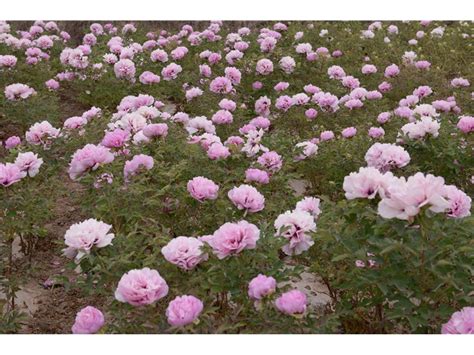 甘肃牡丹苗圃基地 紫斑牡丹 牡丹小苗批发 中川精品嫁接苗圃 甘肃牡丹苗圃基地 甘肃中川牡丹产业有限公司