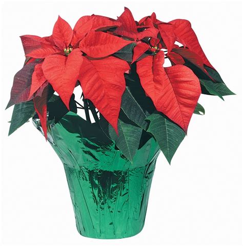 Red Potted Poinsettia In Green Pot Close Up Prepared Food Photos Inc