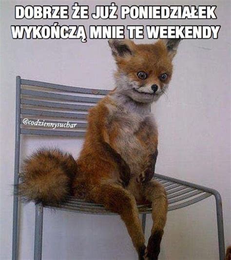 Weekend Najlepsze Memy I Demotywatory Na Dwudzionek Kurier Poranny