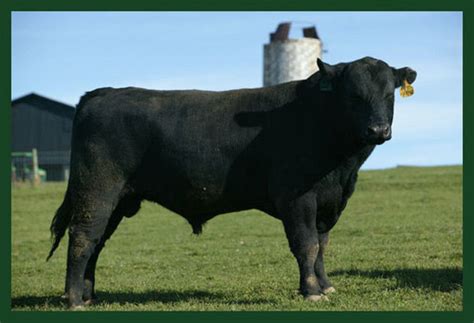 Beef Cattle Breeds Flashcards Quizlet
