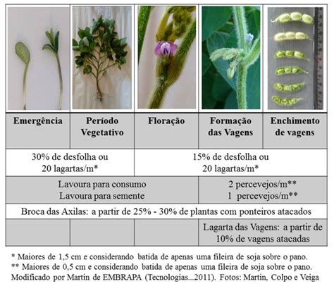 Control De Plagas En Soja Revista Cultivar