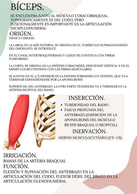SOLUTION Musculos Del Brazo Studypool