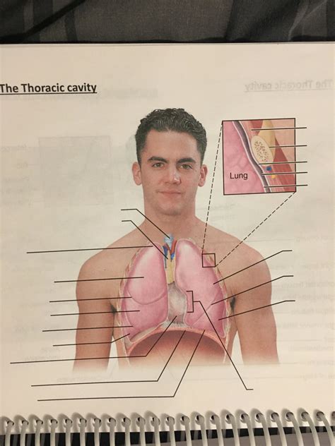 Thoracic Cavity Diagram Quizlet